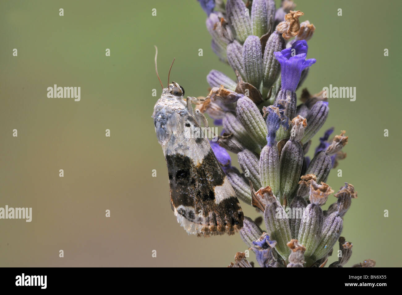 Garden rose tortrix moth (Acleris variegana) on a flower of lavender ...