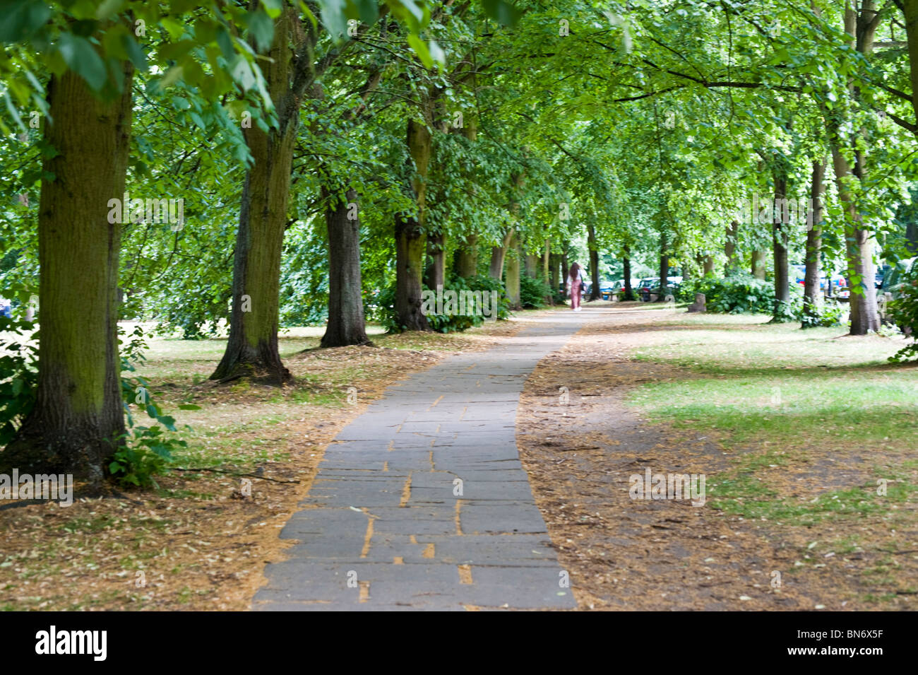 Path under trees Queens Road Cambridge the backs Stock Photo - Alamy