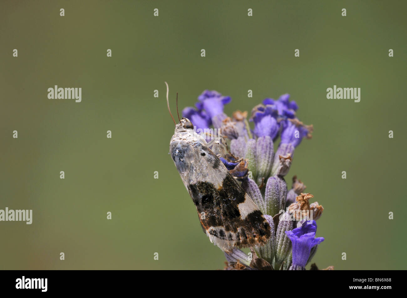 Garden rose tortrix moth (Acleris variegana) on a flower of lavender ...