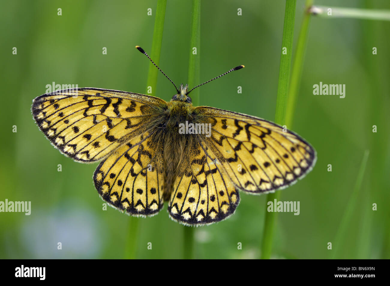 Bog fritillary (Proclossiana eunomia) standing with open wings on a ...