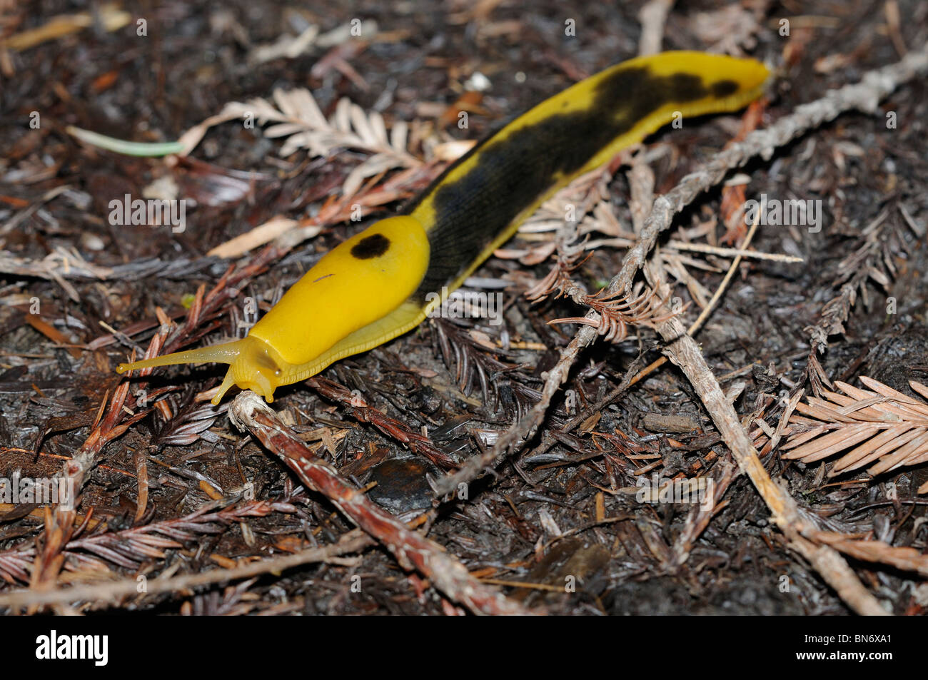 Stock photo of a yellow and black banana slug crawling across the ...