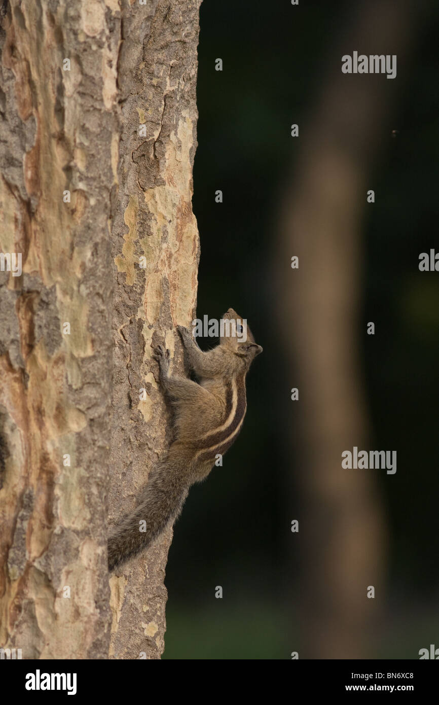 Three-striped Palm Squirrel contemplating climbing up the tree Stock ...