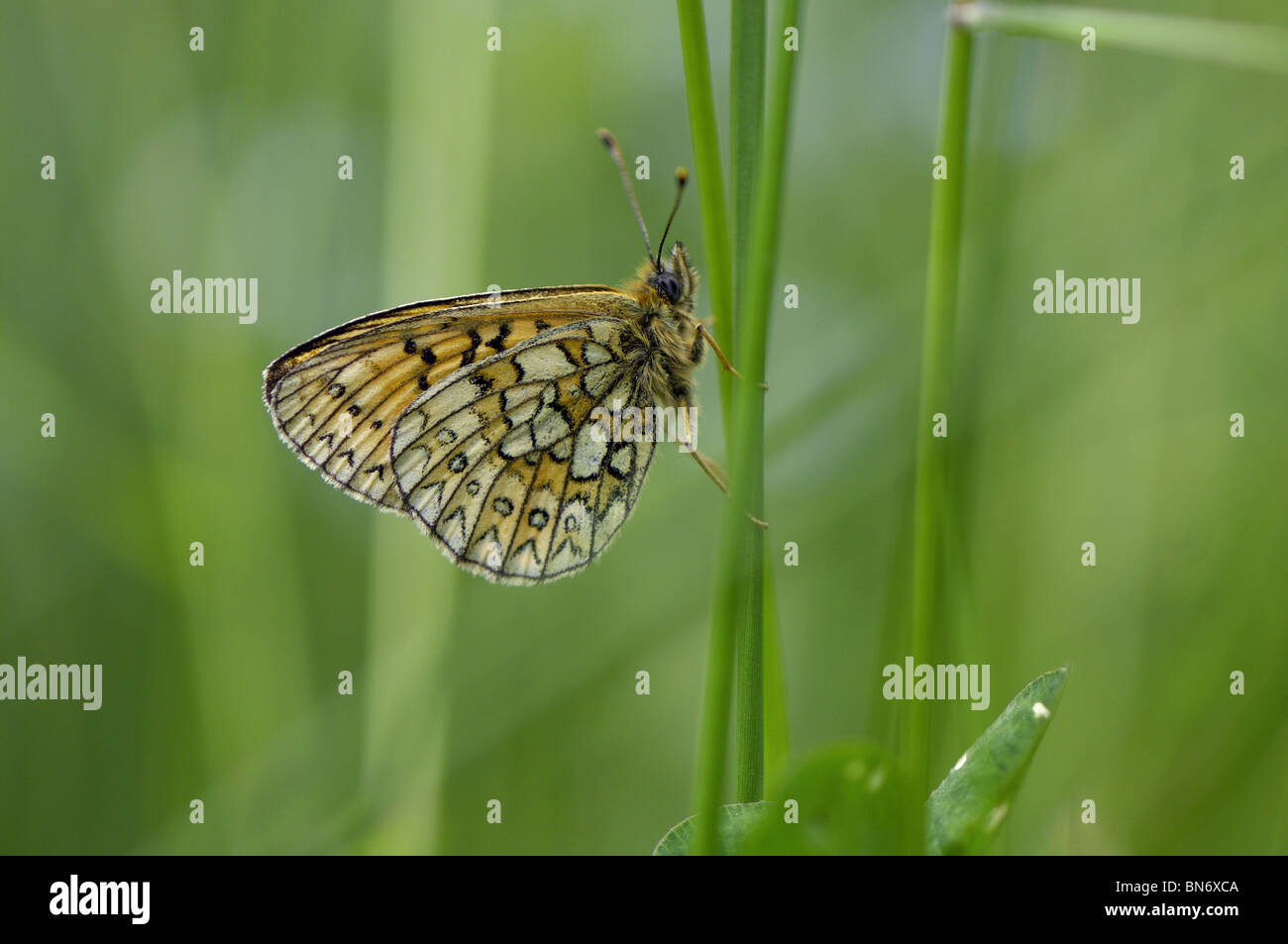 Bog fritillary (Proclossiana eunomia) standing with closed wings on a ...