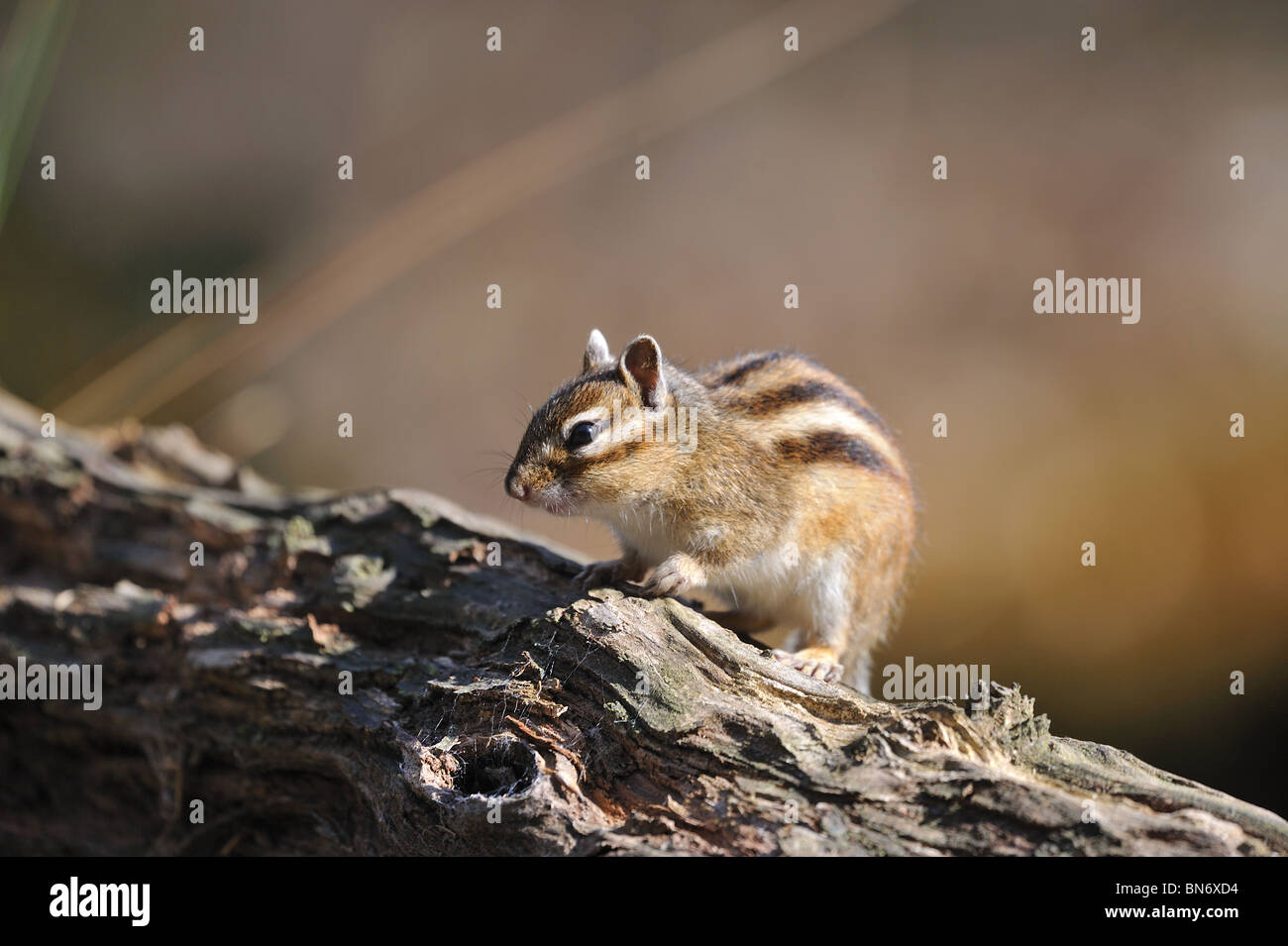 Feral Siberian chipmunk (Tamias sibiricus) on a fallen dead tree Stock ...