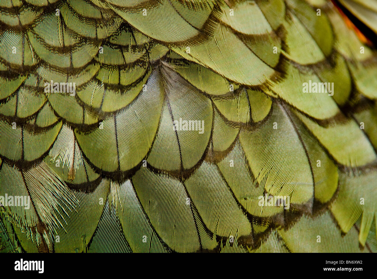 Kea feathers nestor notabilis Stock Photo - Alamy
