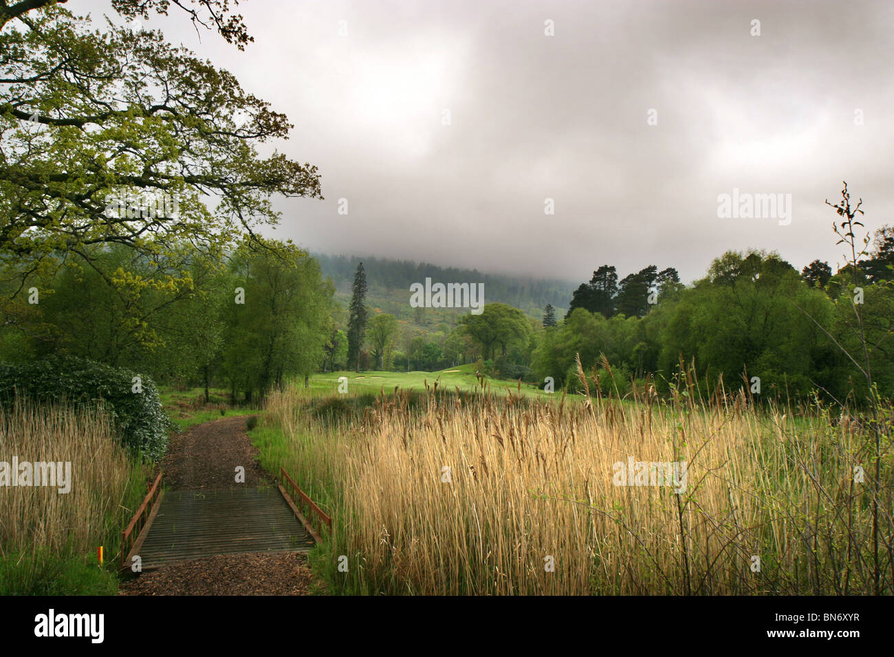 Loch Lomond Golf Course, Glasgow, Scotland. Hole 15 bridge and thistles ...