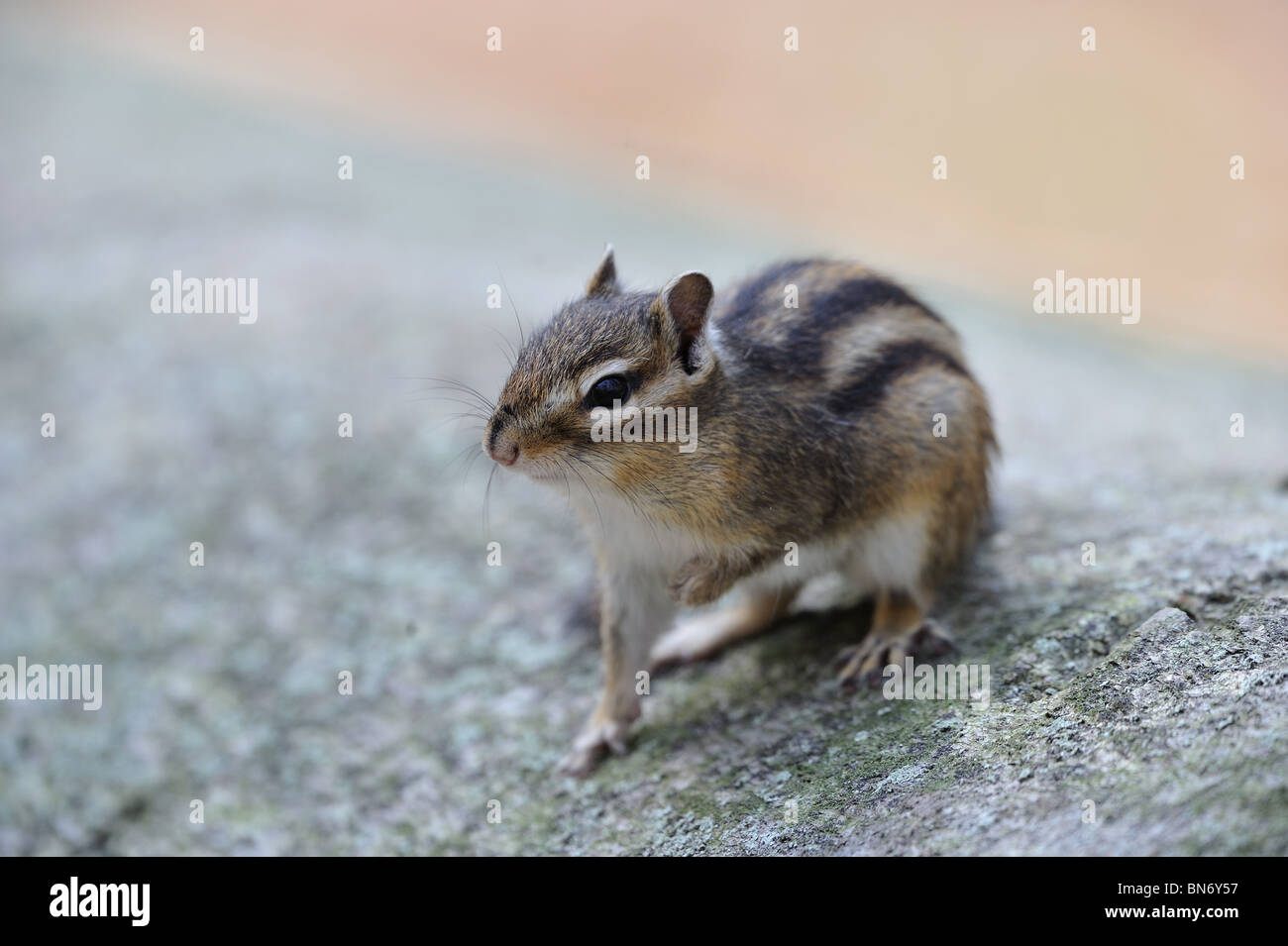 Feral Siberian chipmunk (Tamias sibiricus) on the trunk of a fallen ...