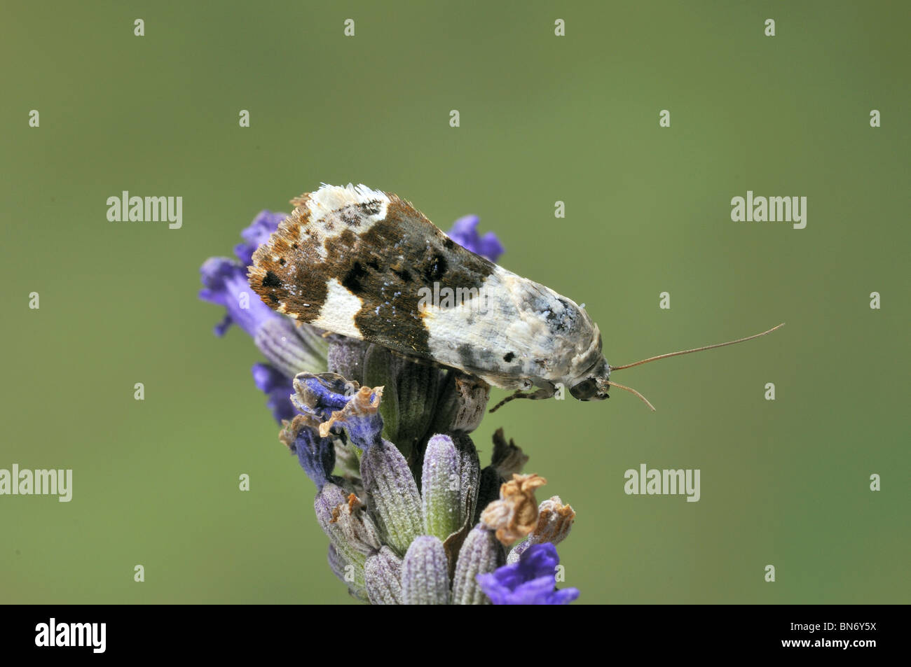 Garden rose tortrix moth (Acleris variegana) on a flower of lavender ...