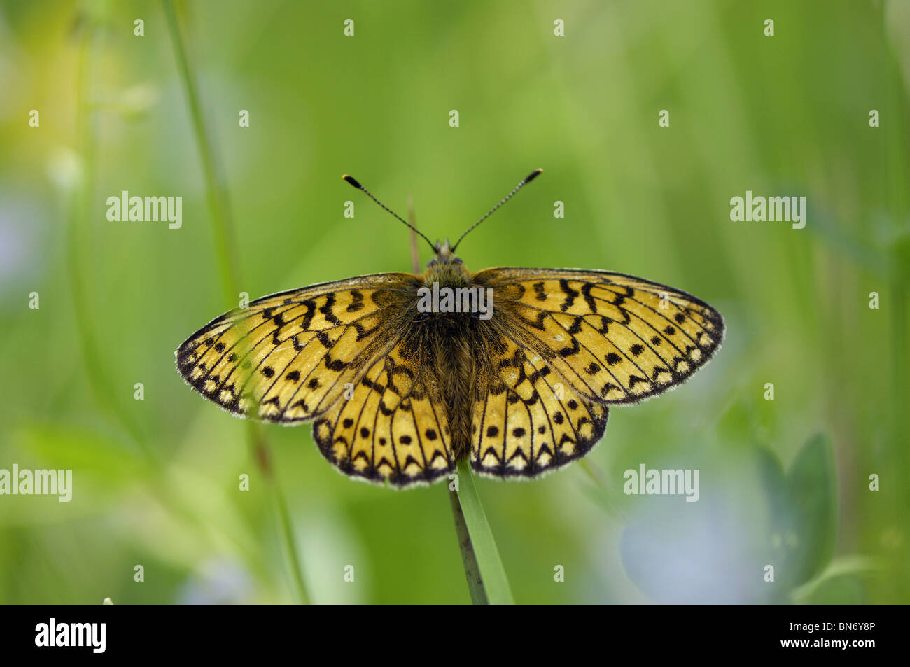 Bog fritillary (Proclossiana eunomia) standing with open wings on a ...