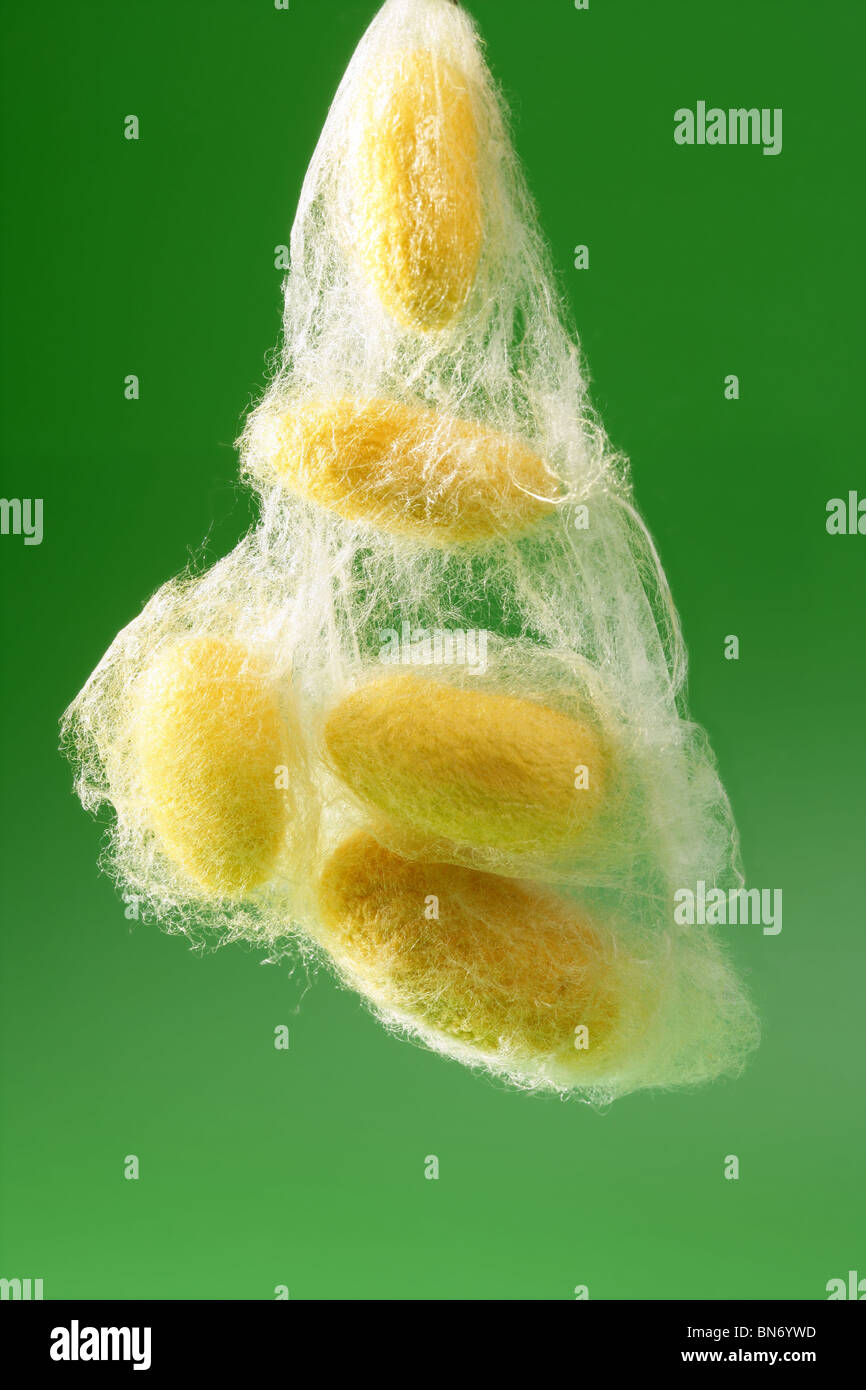 yellow silkworm cocoon over green on silk worm net Stock Photo - Alamy