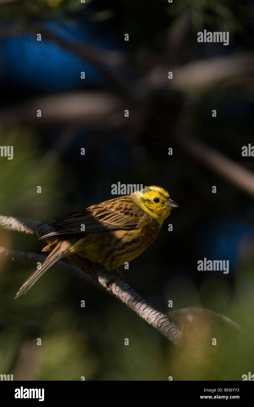 Yellowhammer Emberiza citrinella New Zealand Stock Photo - Alamy