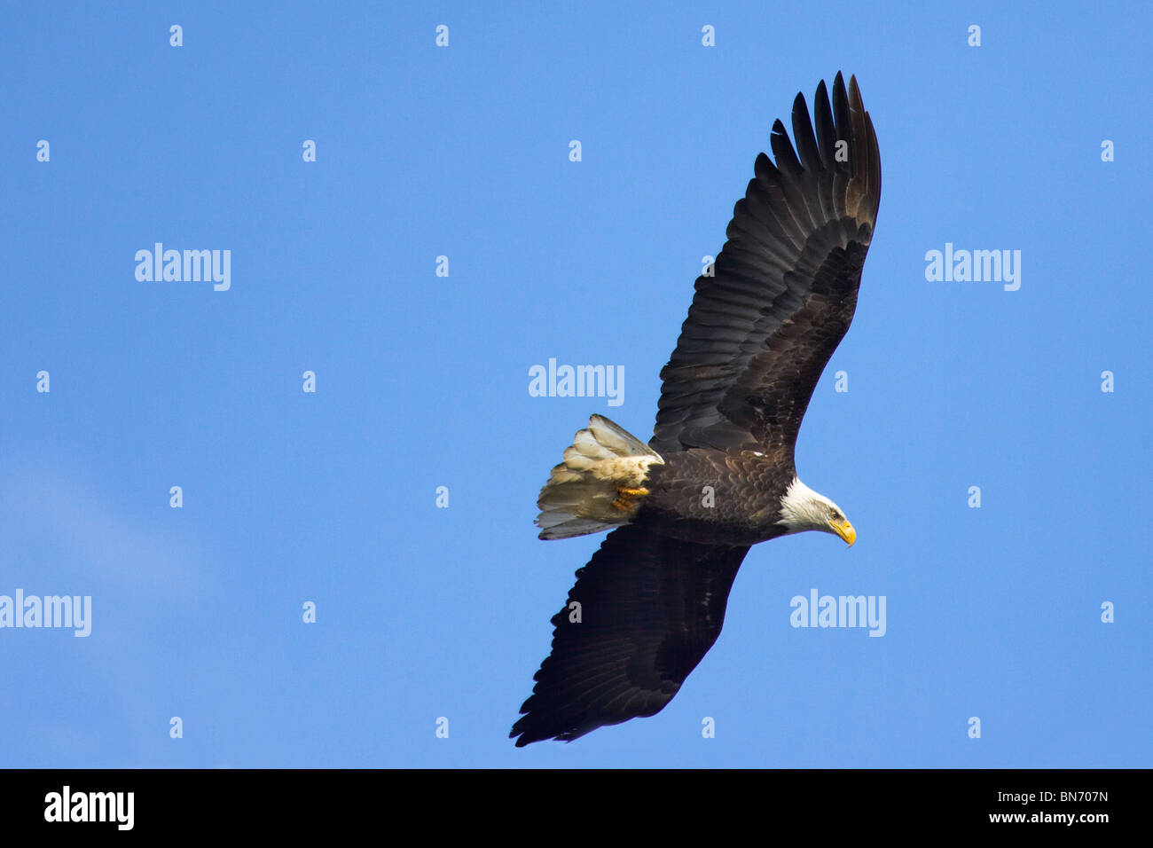 Predation symbol hi-res stock photography and images - Alamy