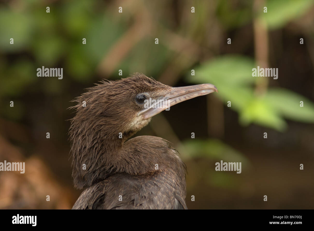 Little Cormorant head-shot Stock Photo - Alamy