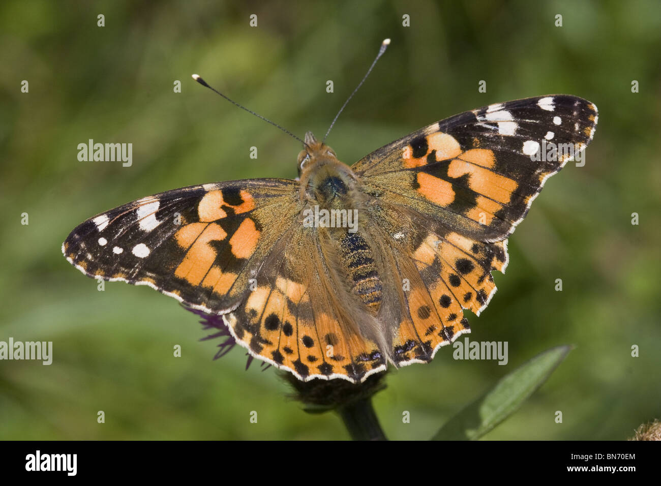 Painted lady butterfly hi-res stock photography and images - Alamy