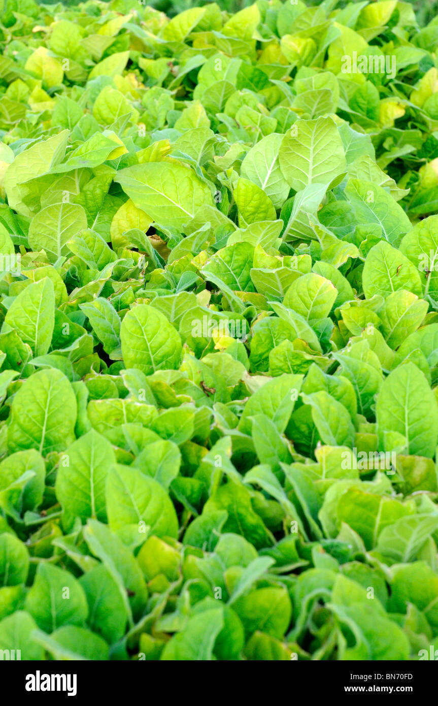 Burley tobacco plants ready for planting in Kentucky USA Stock Photo ...