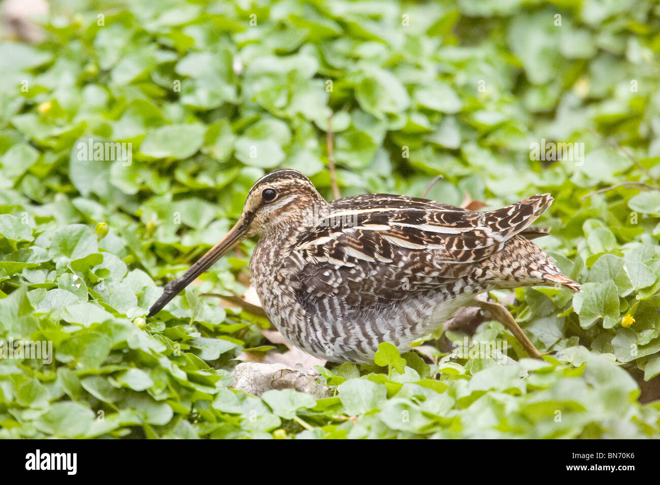 Wilson's Snipe feeding in a bog Stock Photo - Alamy