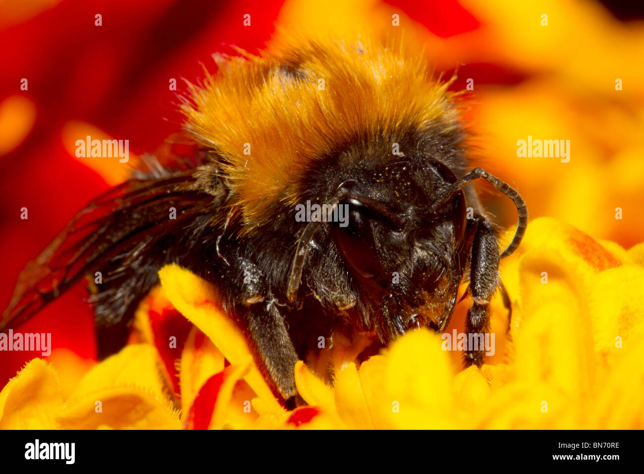 Bumblebee collecting pollen Stock Photo - Alamy
