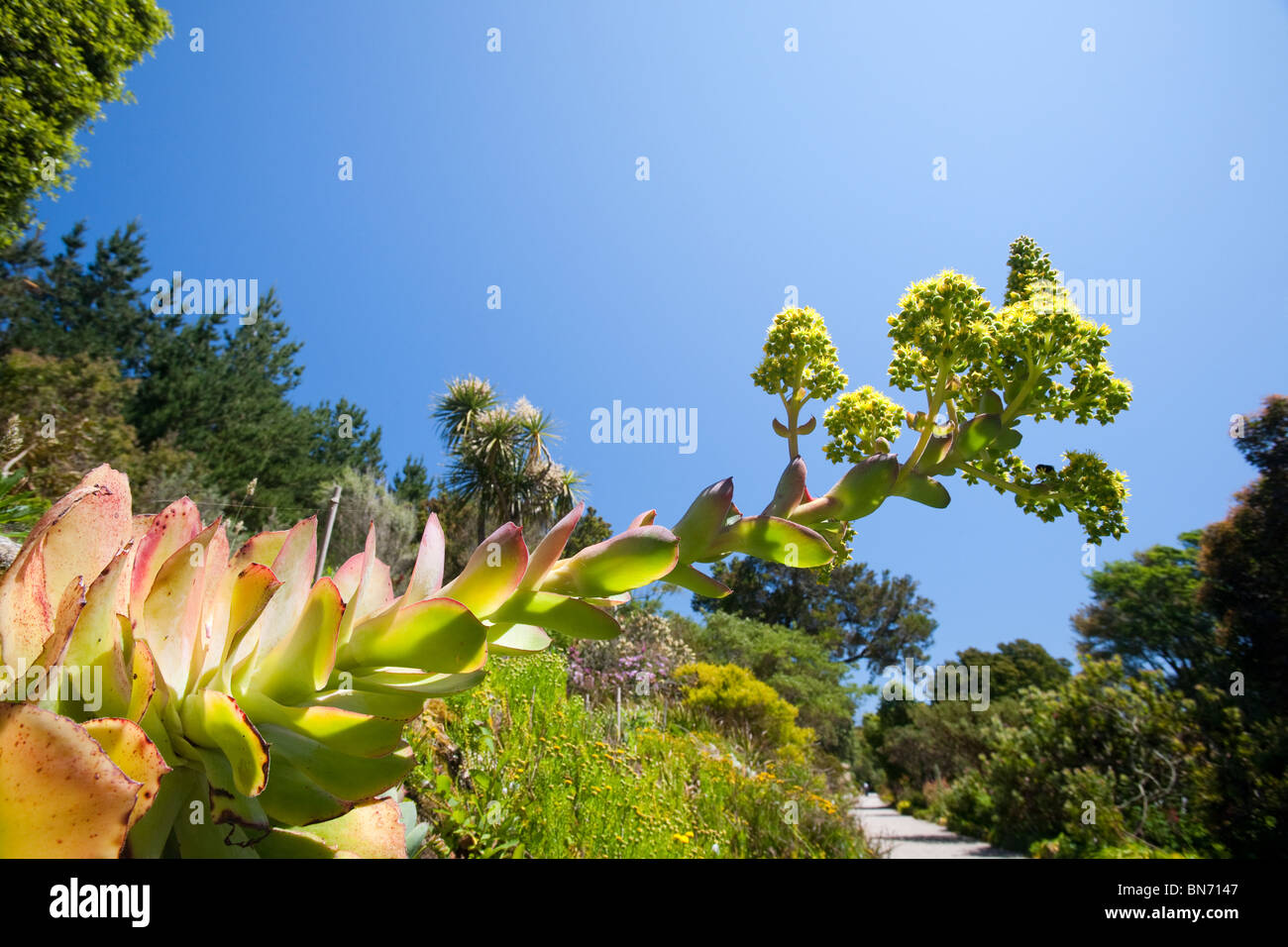 Tropical plants able to grow in the Abbey Gardens,Tresco,Scilly due to ...