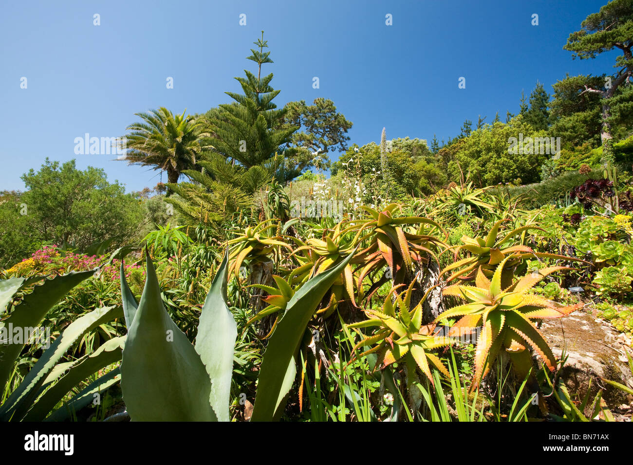 Tropical plants able to grow in the Abbey Gardens,Tresco,Scilly due to ...