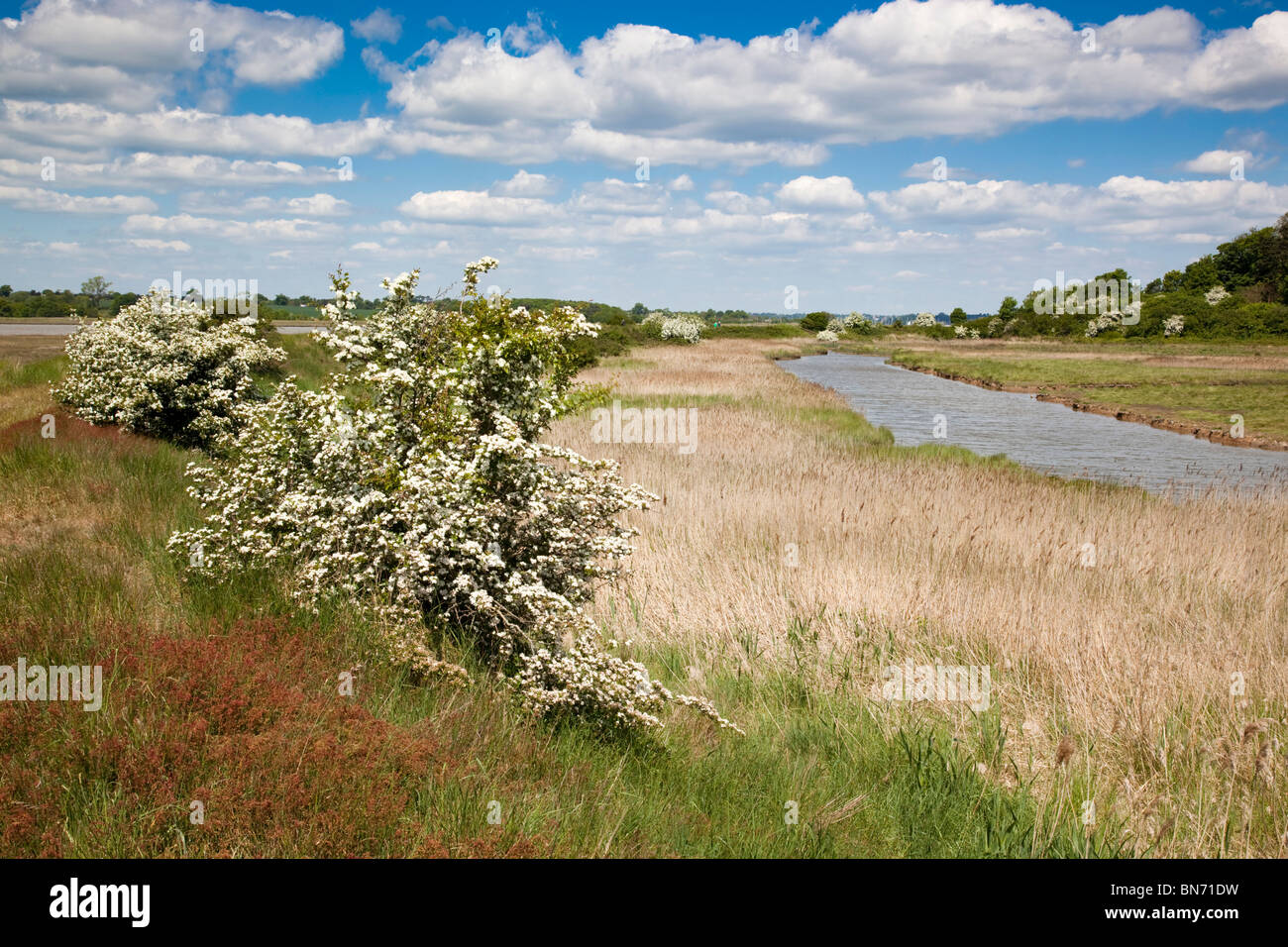 Suffolk reed bed landscape hi-res stock photography and images - Alamy