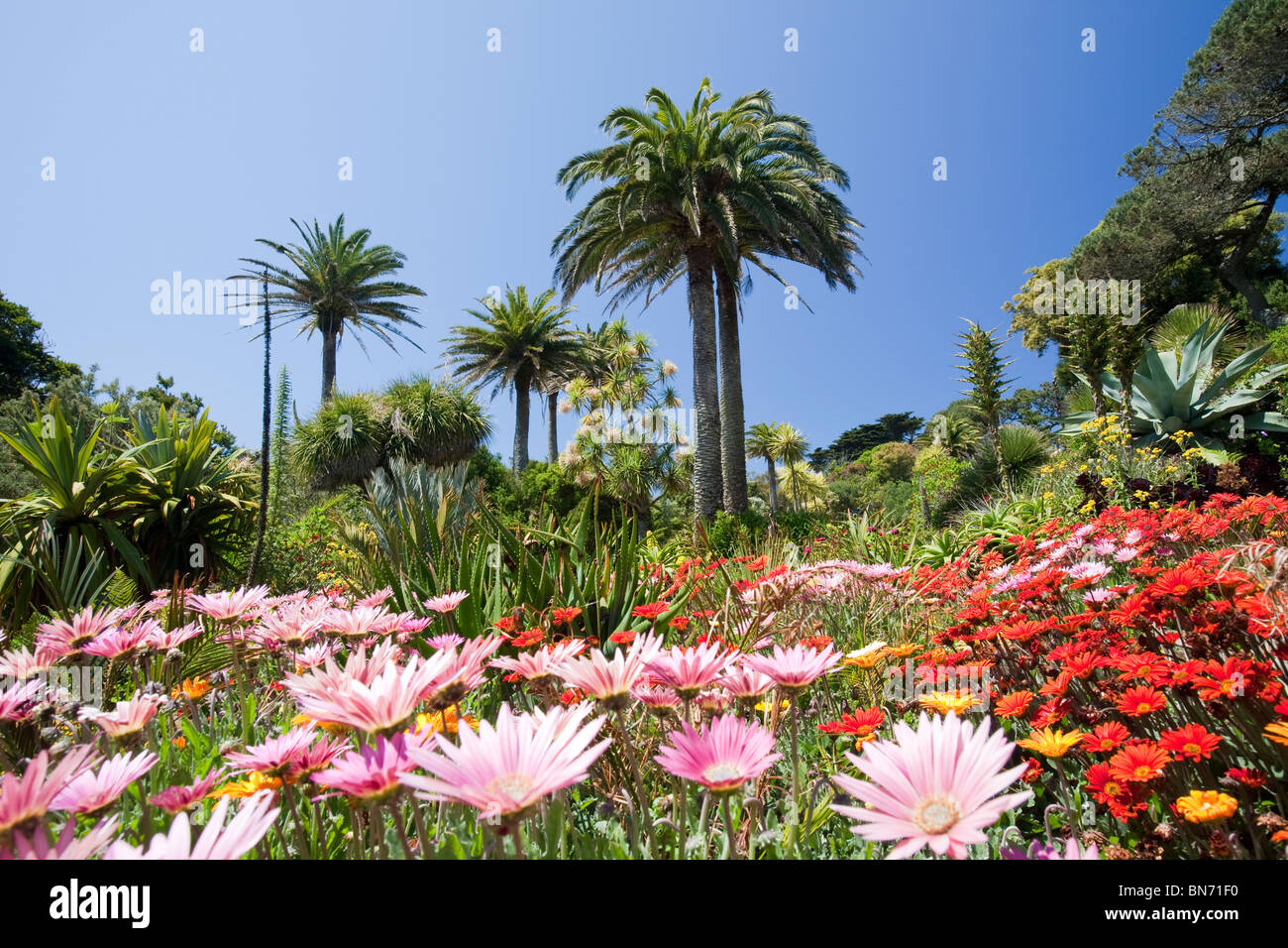 Abbey gardens tresco hi-res stock photography and images - Alamy