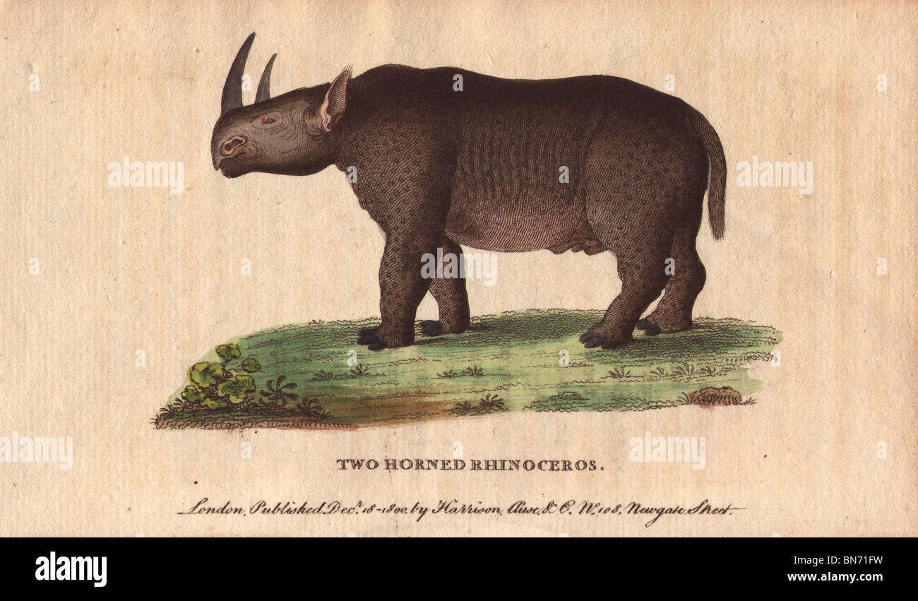 Black rhino london zoo hi-res stock photography and images - Alamy