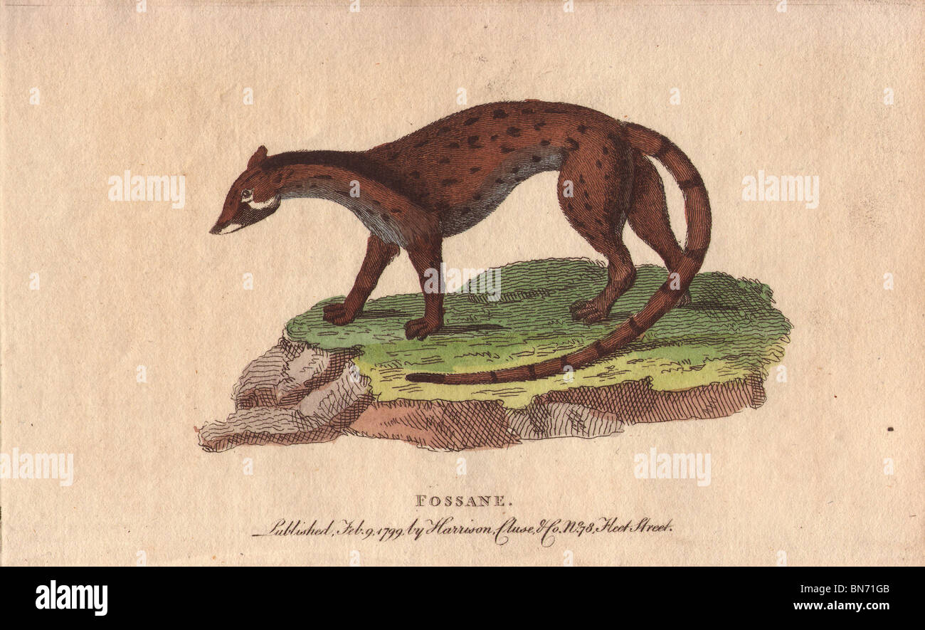 Fossane Viverra fossa (Fossa fossana Stock Photo - Alamy