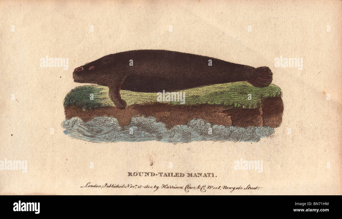 Round-tailed manati or manatee Trichechus manati Stock Photo - Alamy