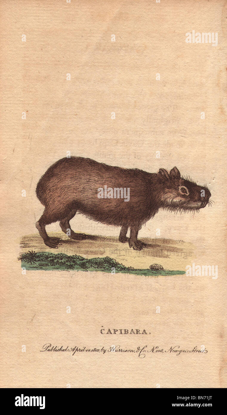 Capibara or capybara Hydrochoerus hydrochaeris Stock Photo - Alamy