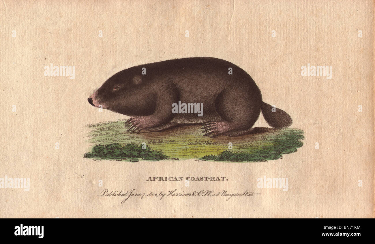African coast rat, Cape mole rat or African mole rat Georychus capensis ...