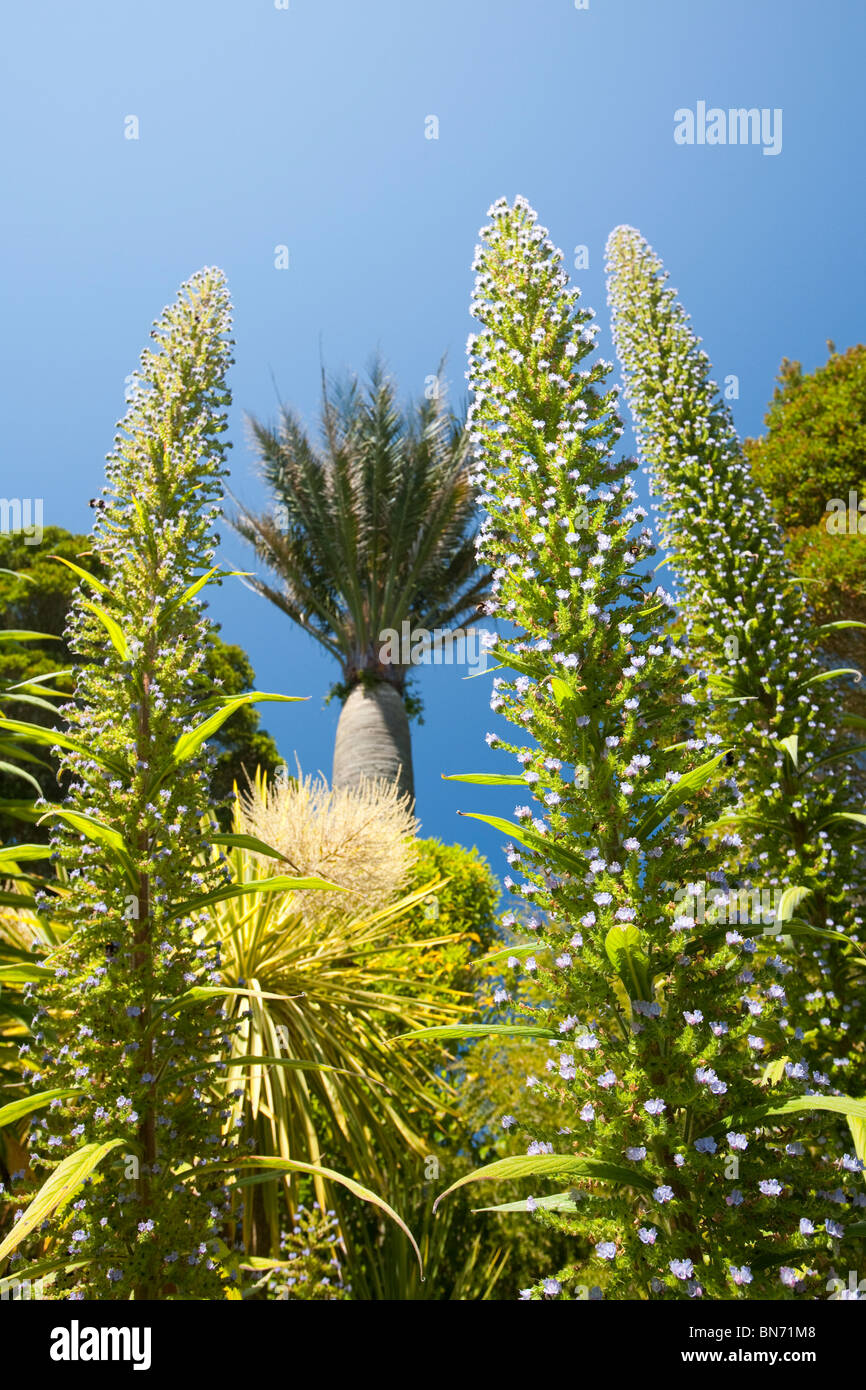 Tropical plants able to grow in the Abbey Gardens,Tresco,Scilly due to ...