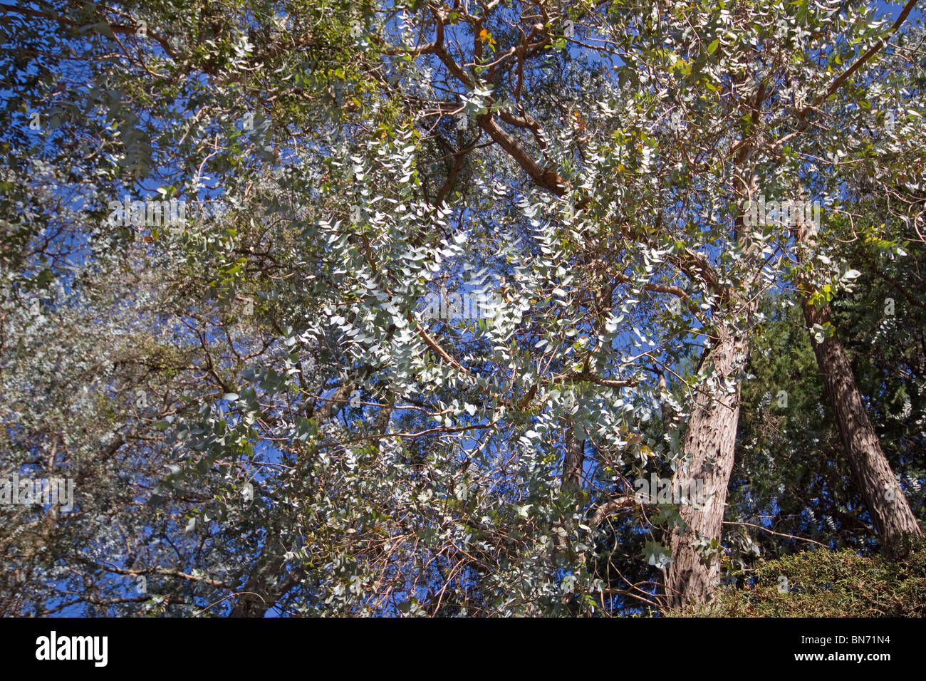 Eucalyptus polyanthemos hi-res stock photography and images - Alamy