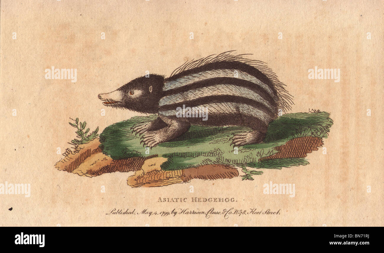 Tanrec High Resolution Stock Photography and Images - Alamy