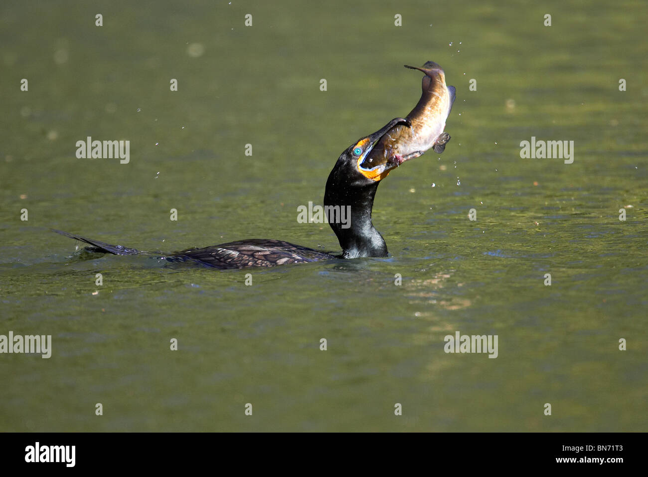 Cormorant eating feeding feeding hi-res stock photography and images ...