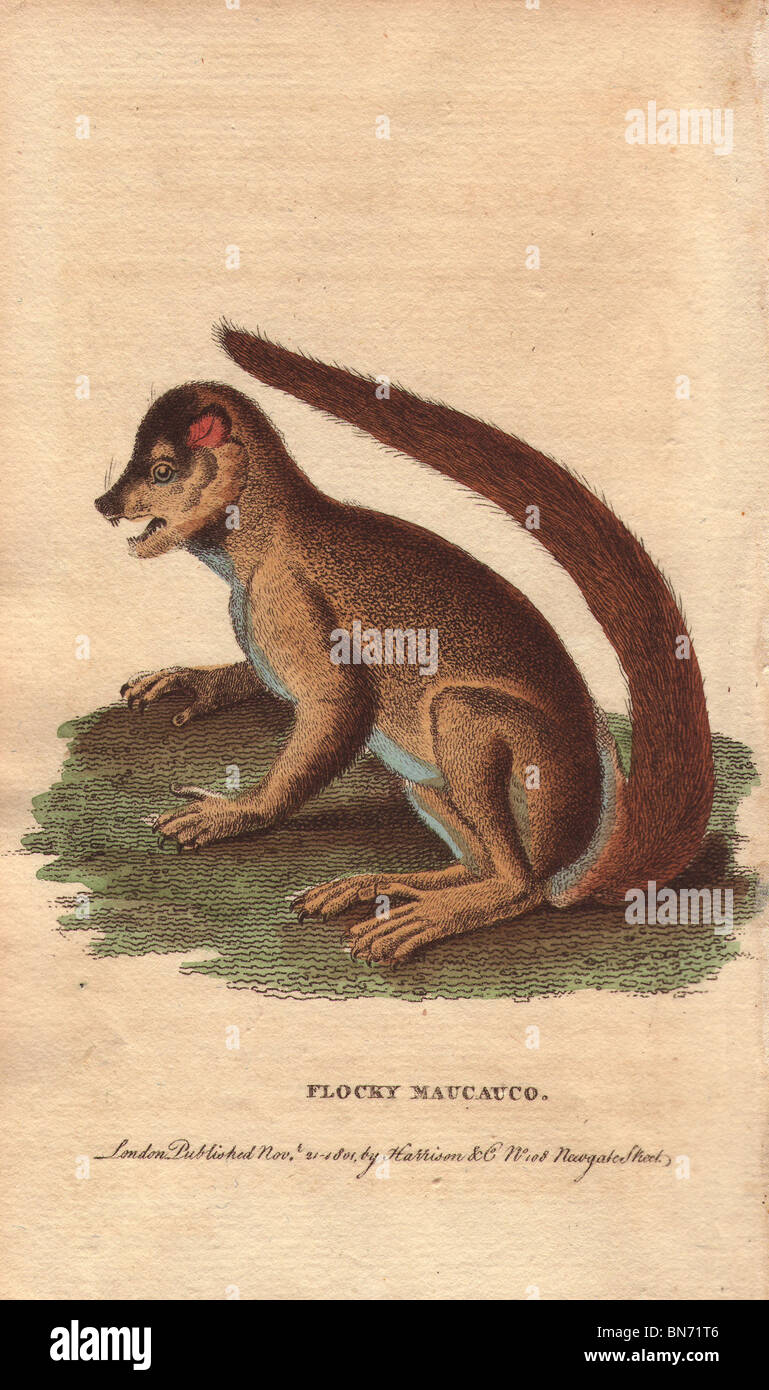 Flocky maucauco or macauco, woolly lemur or indri Lemur laniger Stock ...