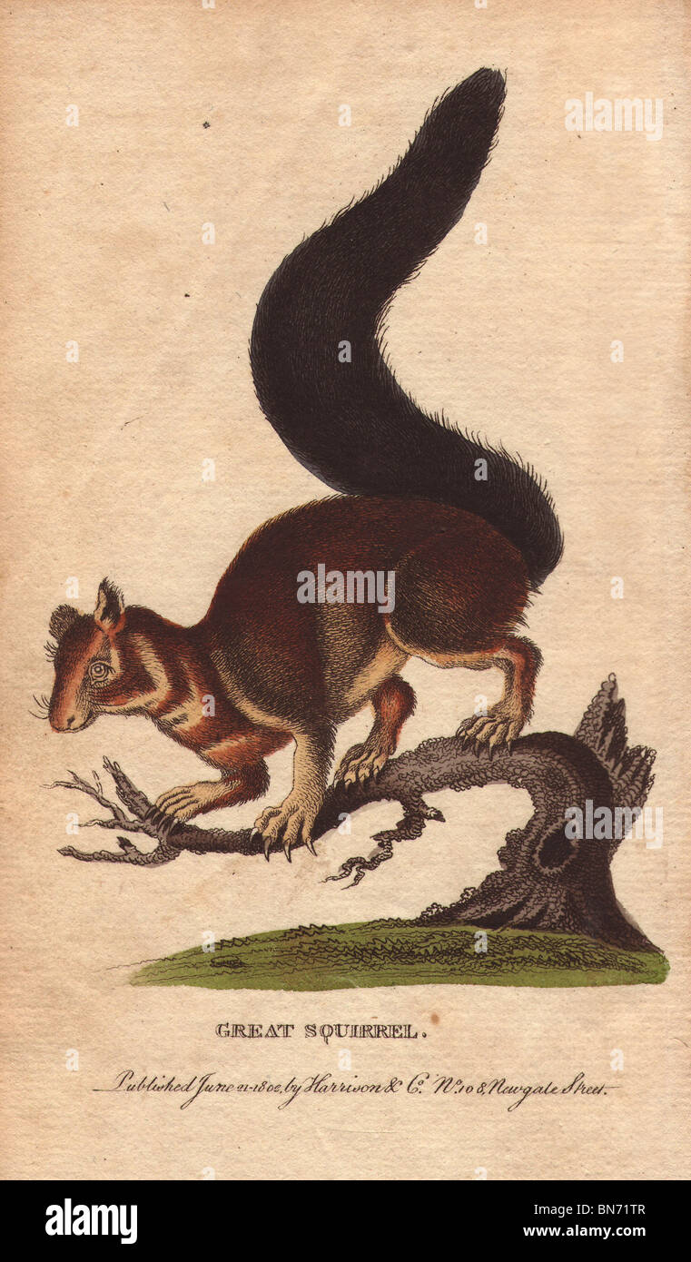 Great squirrel, Malabar squirrel, Indian giant squirrel or Malabar ...