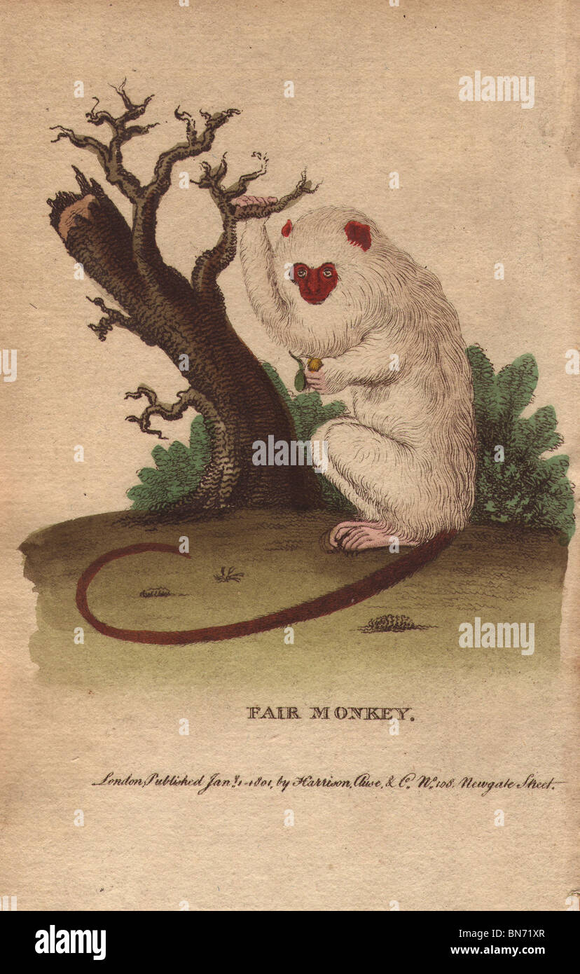 Monkey ears hi-res stock photography and images - Alamy