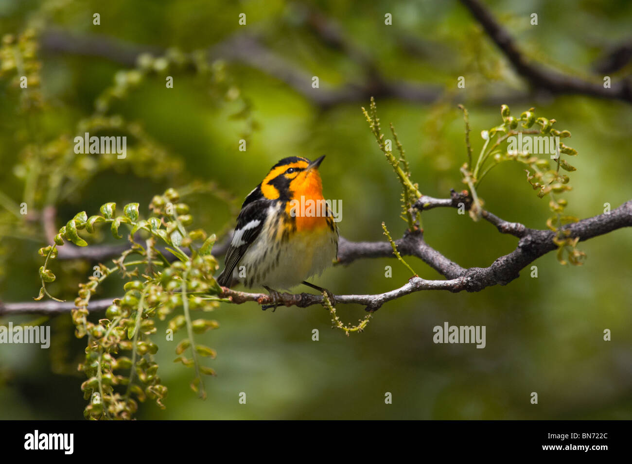 A male blackburnian warbler hi-res stock photography and images - Alamy