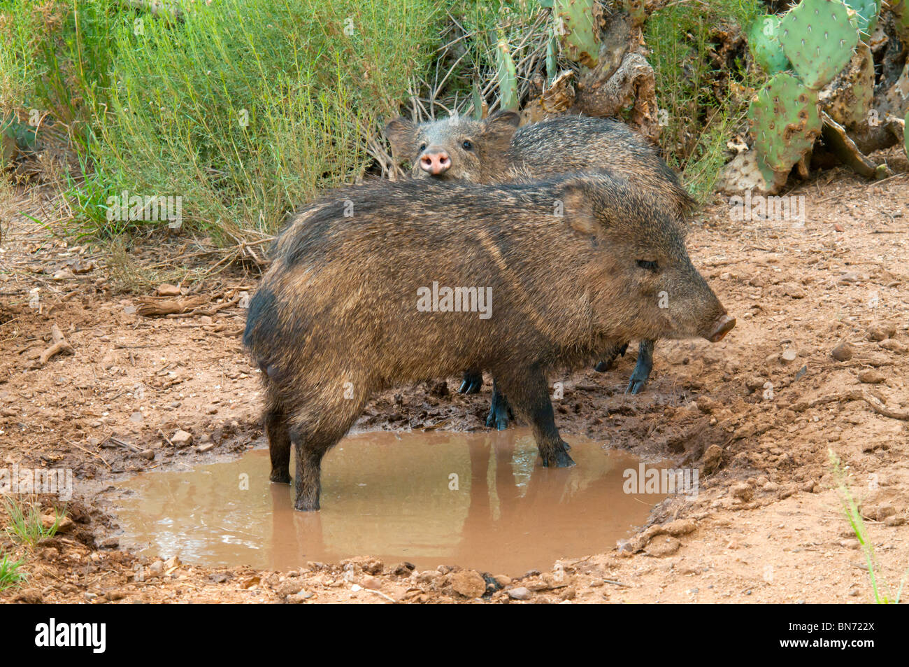 Group collared peccary musk hog hi-res stock photography and images - Alamy