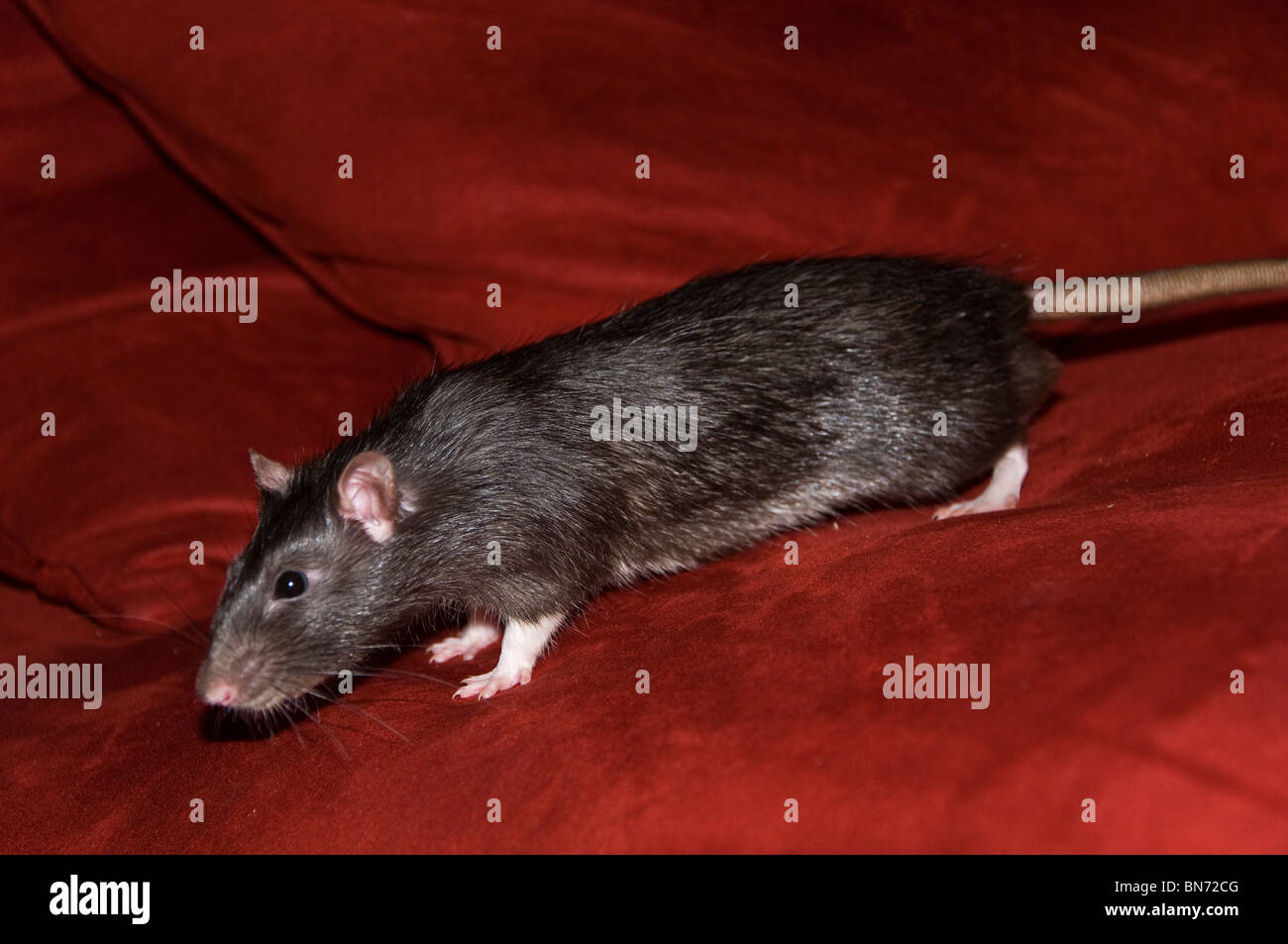 Rat concept hi-res stock photography and images - Alamy
