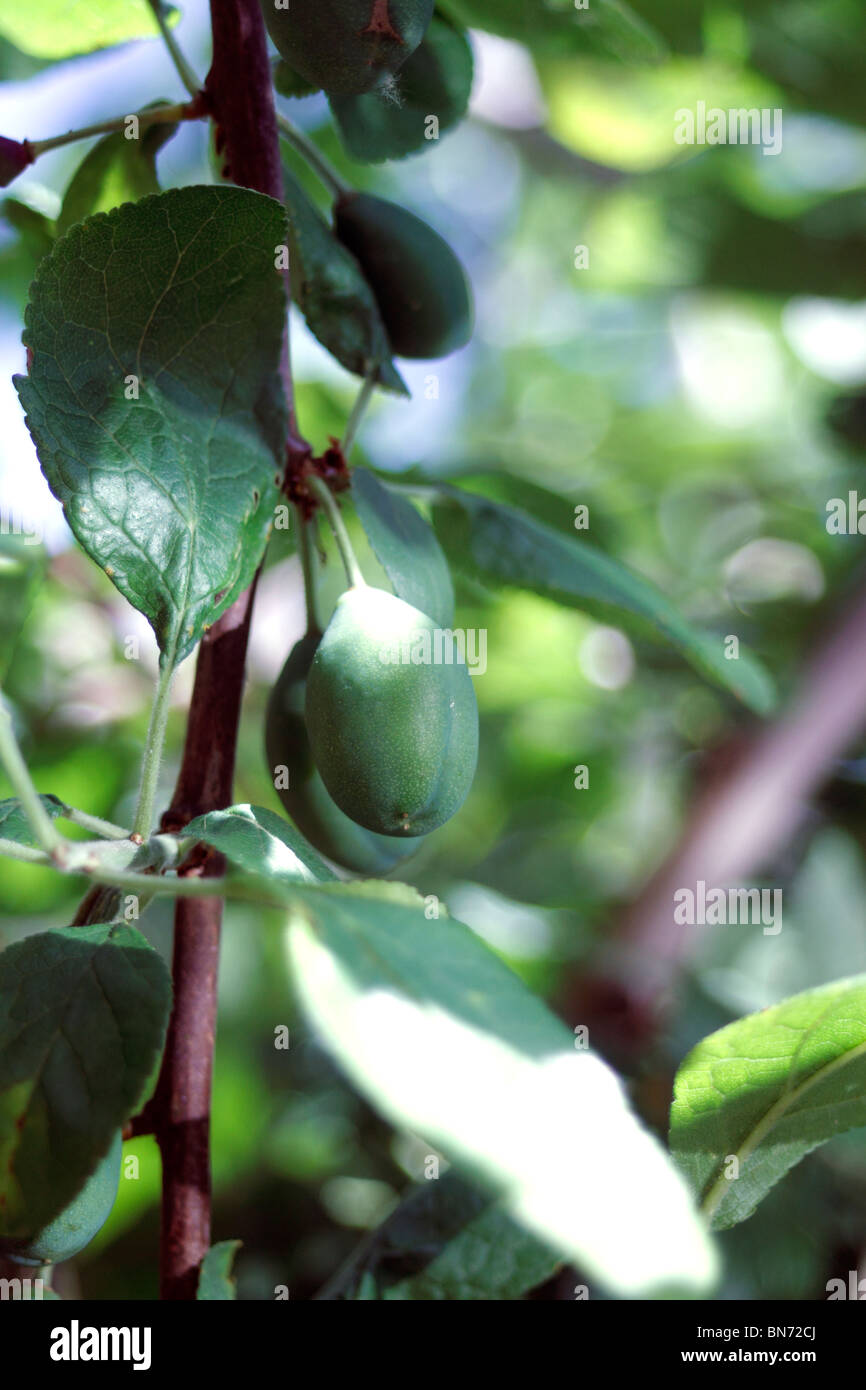 Prunus tree hi-res stock photography and images - Alamy