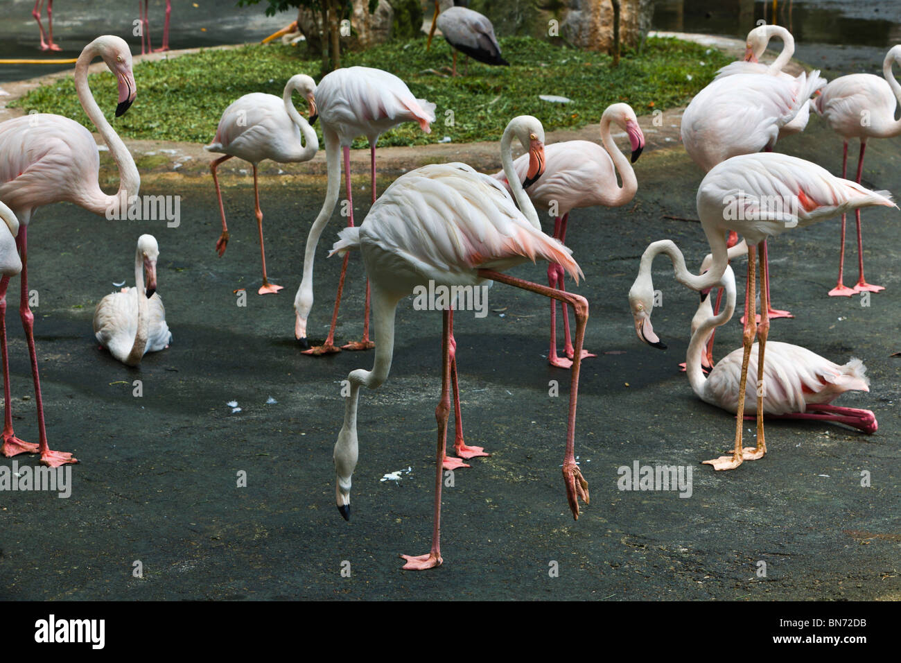 Greater Flamingo at the Kuala Lumpur Zoo Stock Photo - Alamy