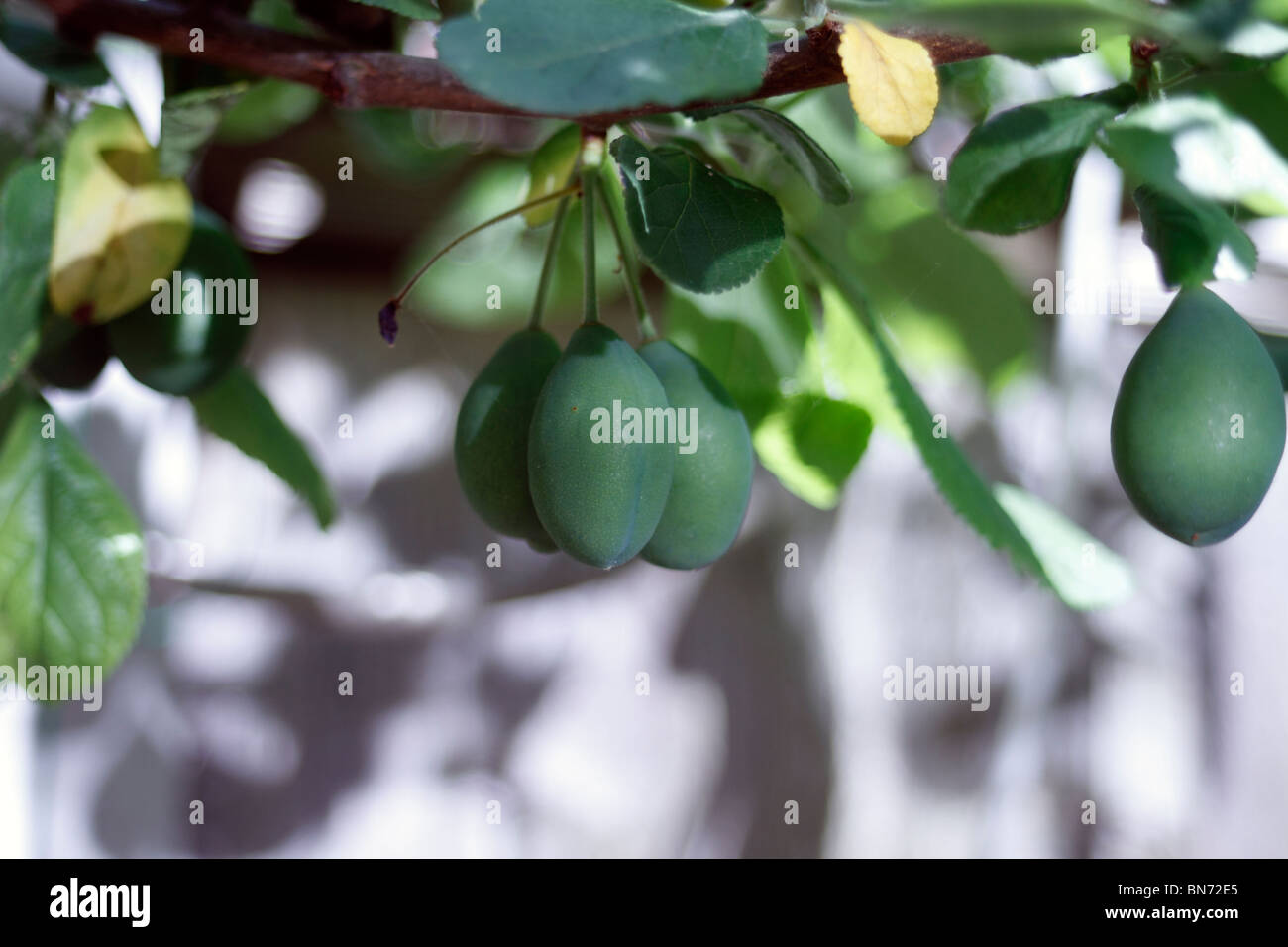 Prunus tree hi-res stock photography and images - Alamy