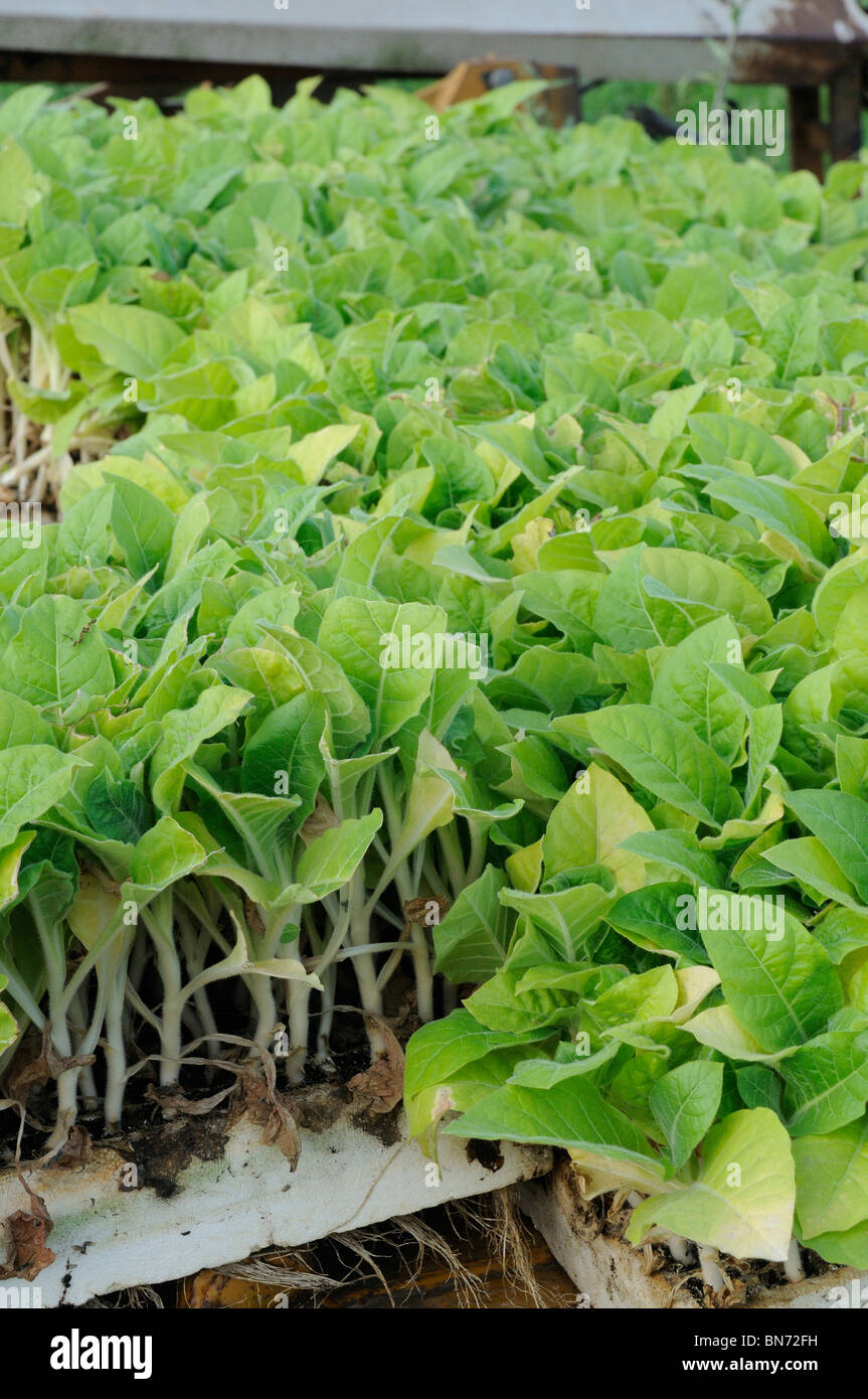 Burley tobacco plants ready for planting in Kentucky USA Stock Photo ...