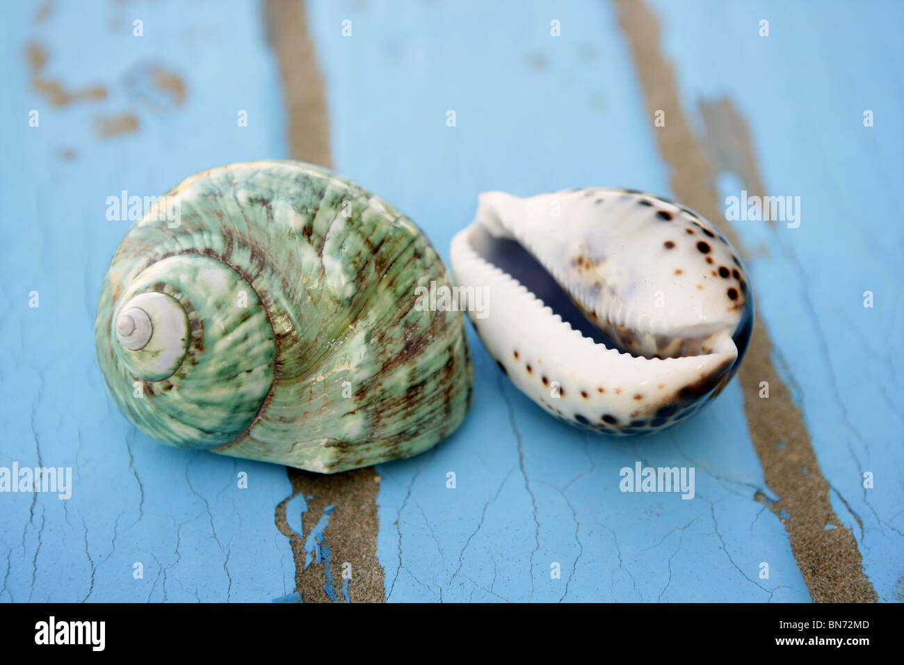 blue wooden beach floor green sea shell in summer sand Stock Photo - Alamy