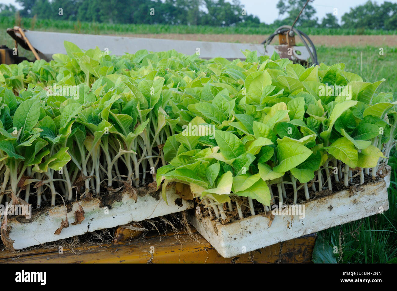 Burley tobacco plants ready for planting in Kentucky USA Stock Photo ...