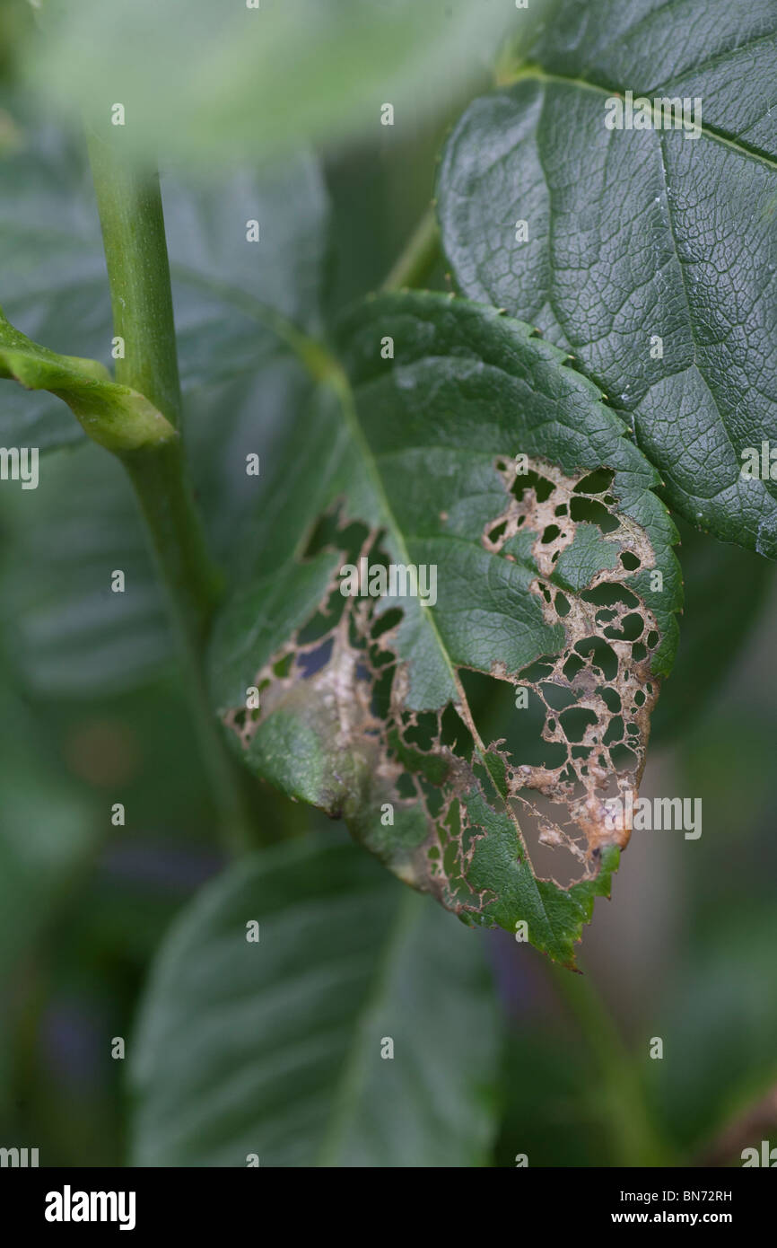 Rose leaf hi-res stock photography and images - Alamy