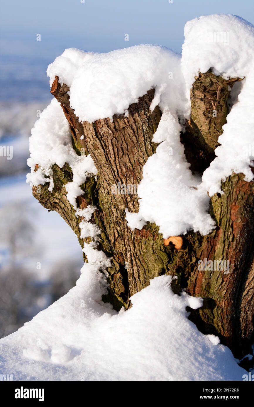 Snow Covered Tree Stump Stock Photo - Alamy