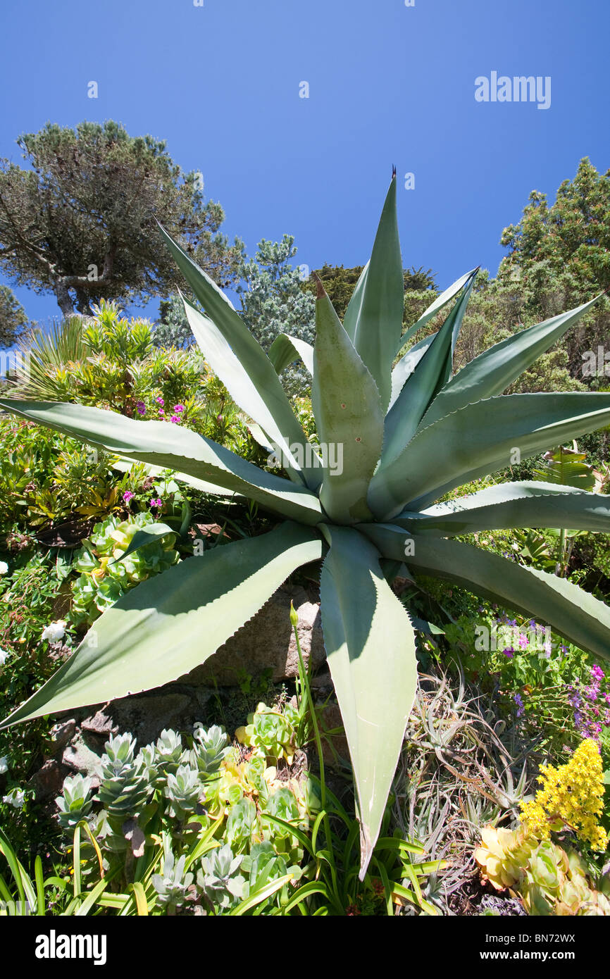 Tropical plants able to grow in the Abbey Gardens,Tresco,Scilly due to ...