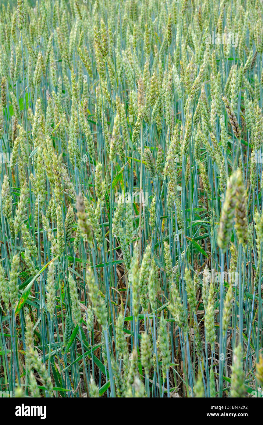 Closeup of wheat growing in a field in Kentucky USA Stock Photo - Alamy